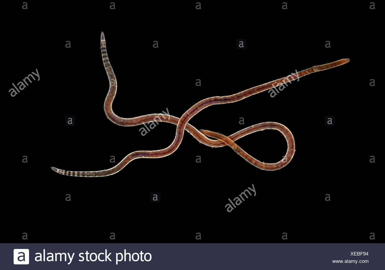 Tubifex Worm High Resolution Stock Photography and Images - Alamy