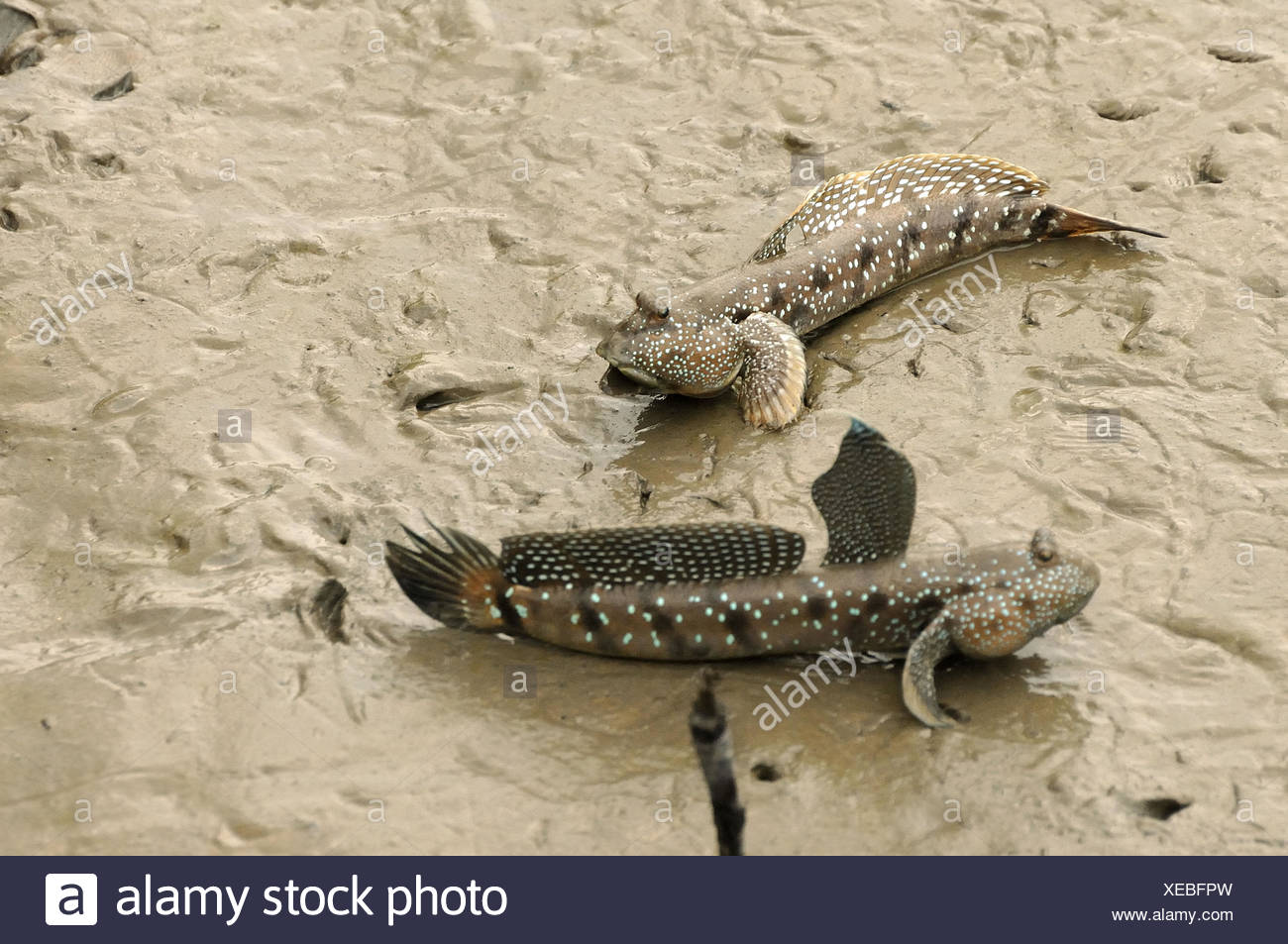 Mudskippers Stock Photos & Mudskippers Stock Images - Alamy