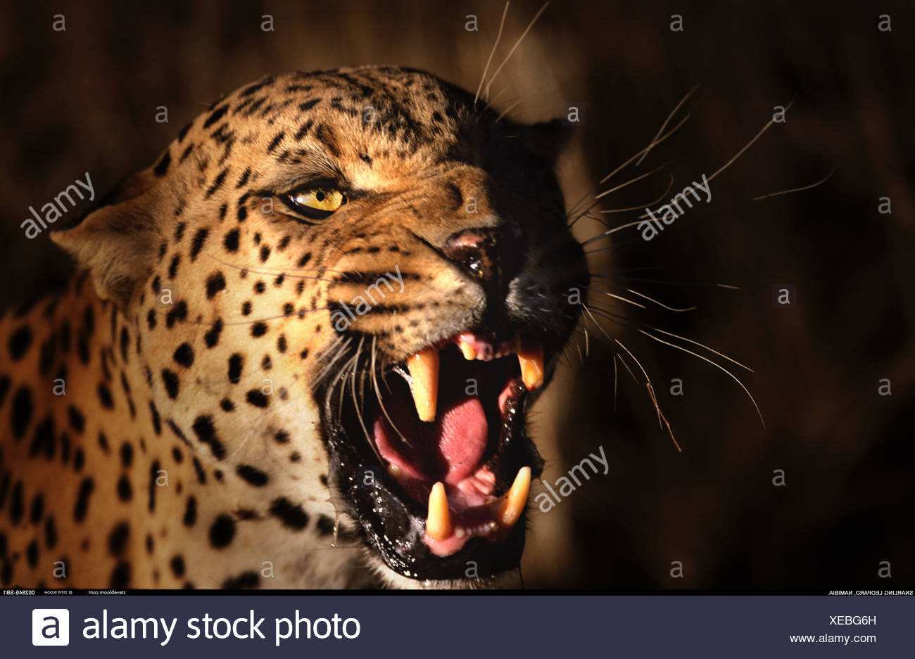 Leopard Aggressive Stock Photos & Leopard Aggressive Stock Images - Alamy Leopard Aggressive Stock Photos & Leopard Aggressive Stock Images - Alamy