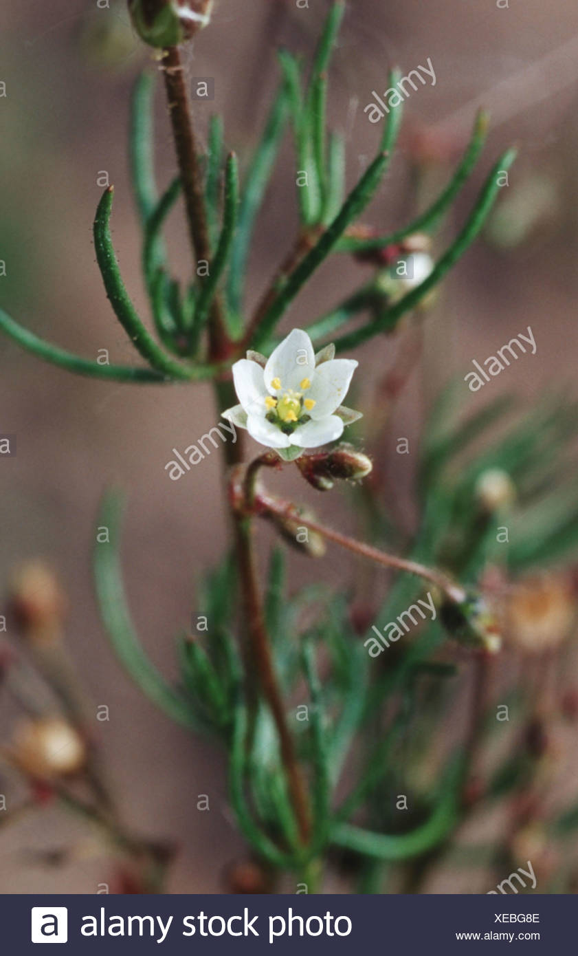 Spergula Arvensis High Resolution Stock Photography and Images - Alamy
