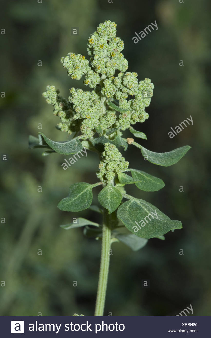 Goosefoot Plant Stock Photos & Goosefoot Plant Stock Images - Alamy