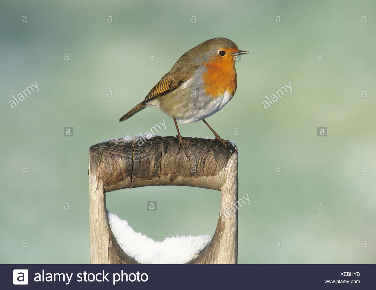 Robin On Spade High Resolution Stock Photography and Images - Alamy