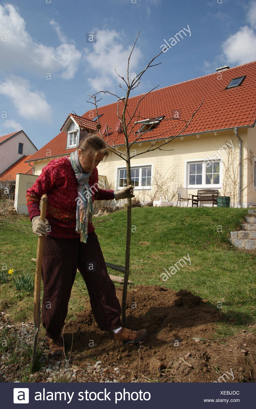 Planting A Tree Roots High Resolution Stock Photography and Images - Alamy