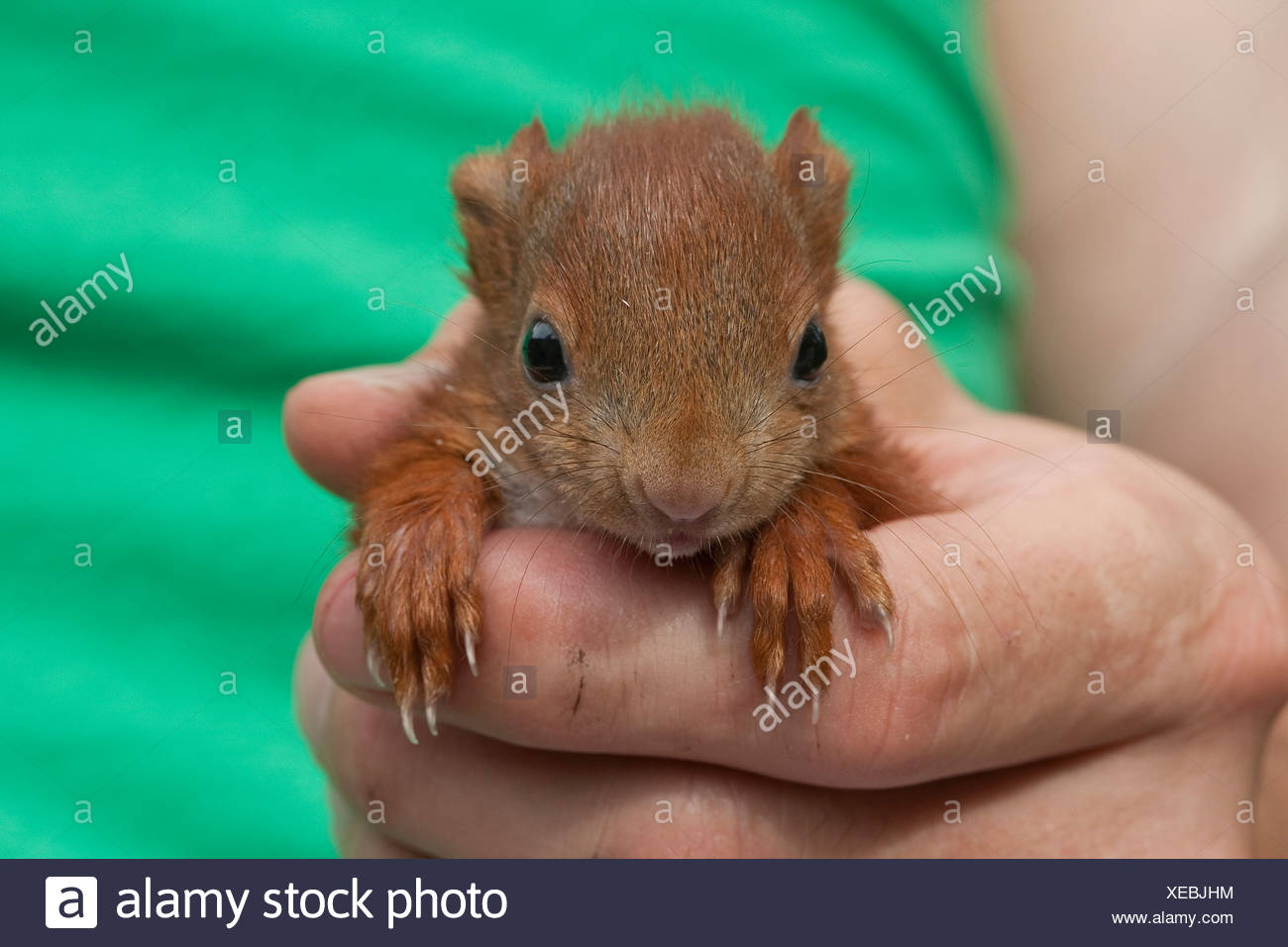 Squirrel Hands Up High Resolution Stock Photography and Images - Alamy