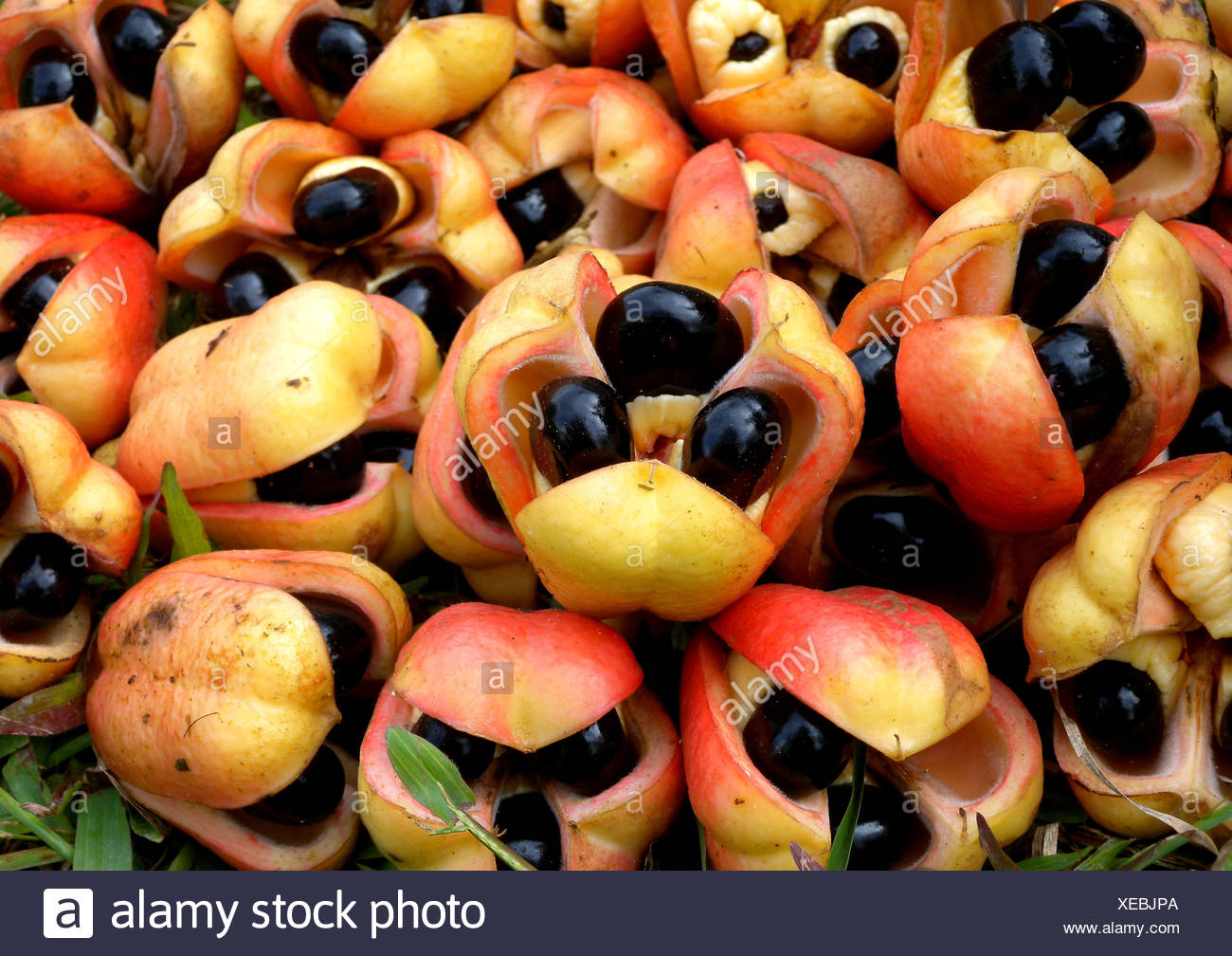 Ackee Fruit Stock Photos & Ackee Fruit Stock Images - Alamy