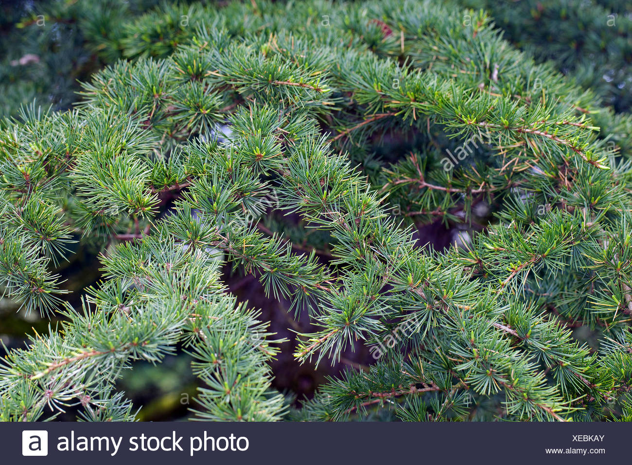 Libanotica High Resolution Stock Photography and Images - Alamy