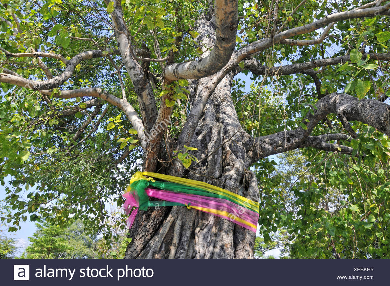 Bo Tree Stock Photos & Bo Tree Stock Images - Alamy