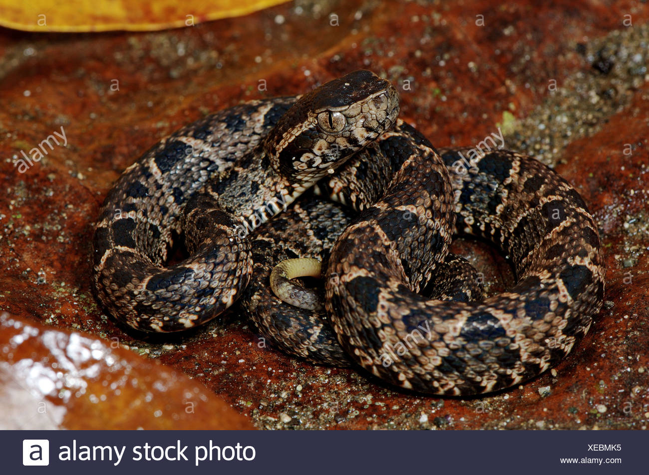 Barba Amarilla High Resolution Stock Photography and Images - Alamy