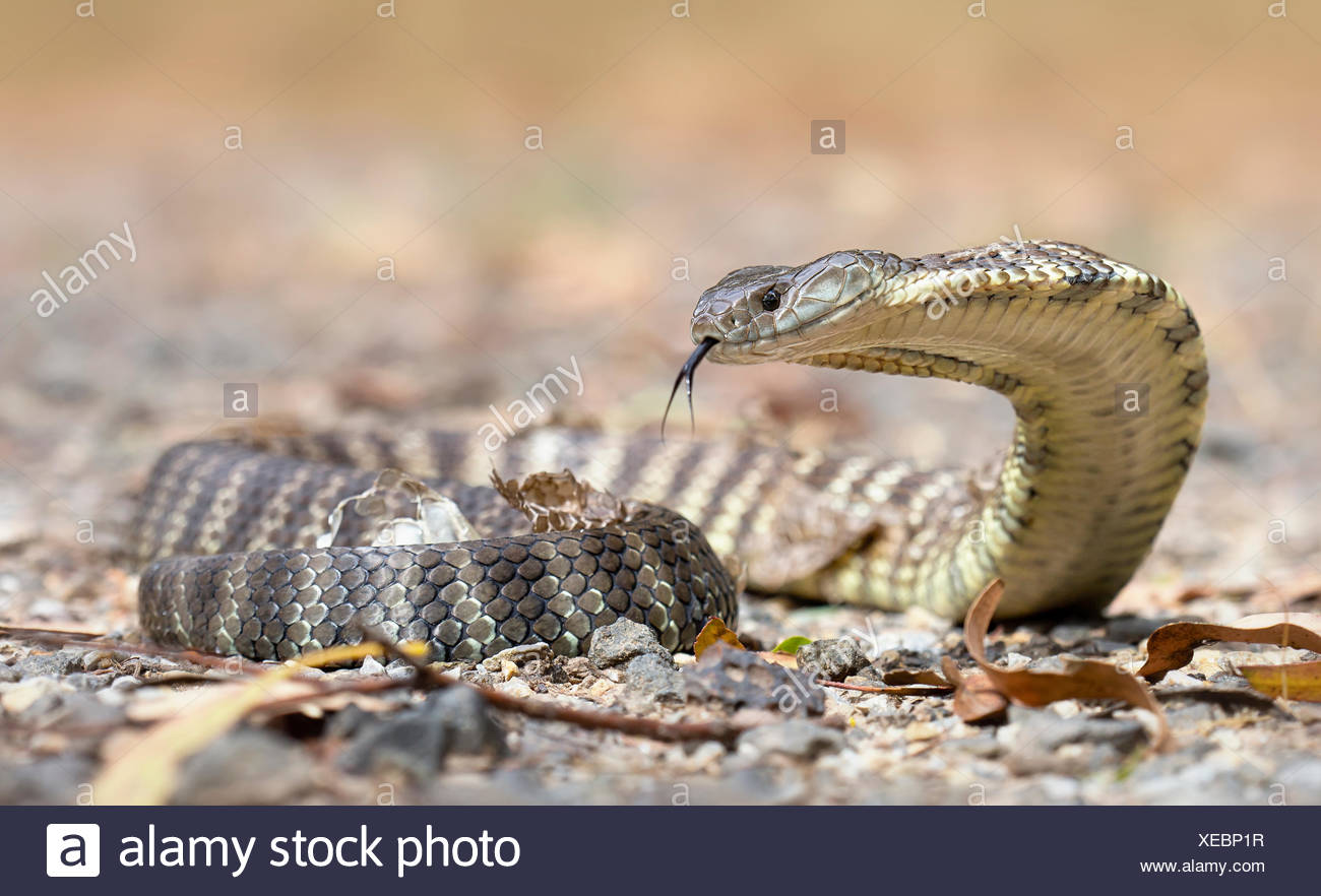 Tiger Snake High Resolution Stock Photography and Images - Alamy