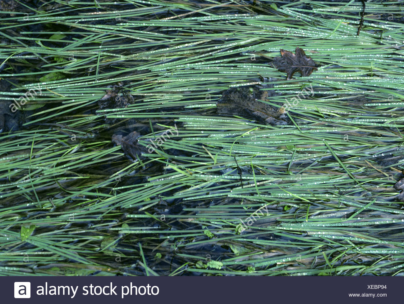 Glyceria Fluitans High Resolution Stock Photography and Images - Alamy