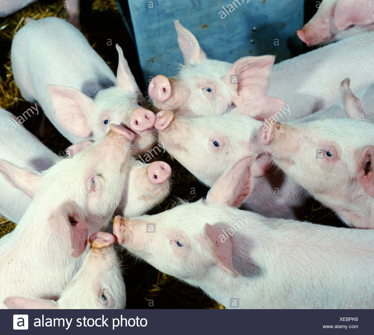 Landrace Pigs High Resolution Stock Photography and Images - Alamy