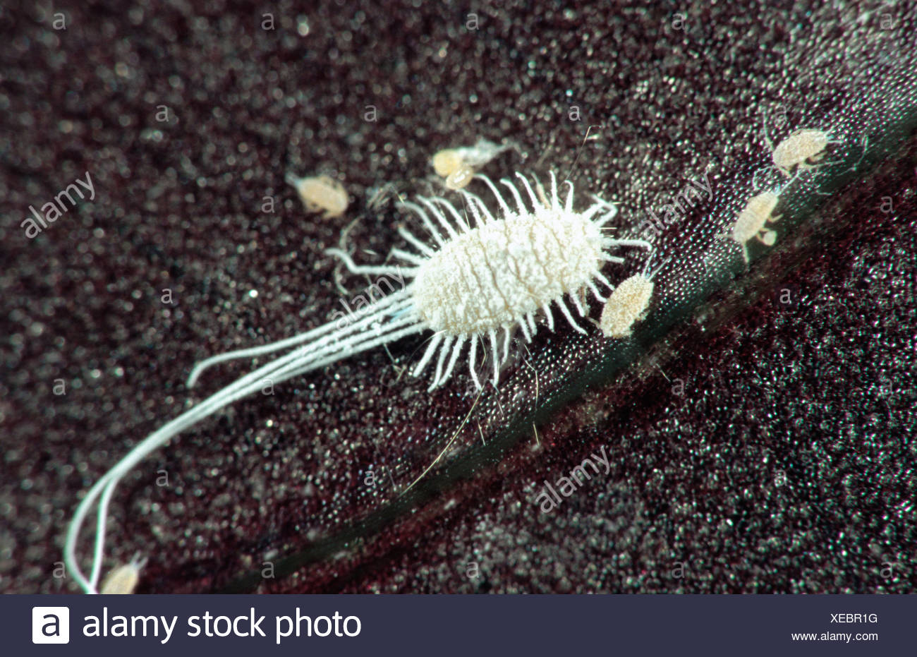 Mealy Bug Stock Photos & Mealy Bug Stock Images - Alamy