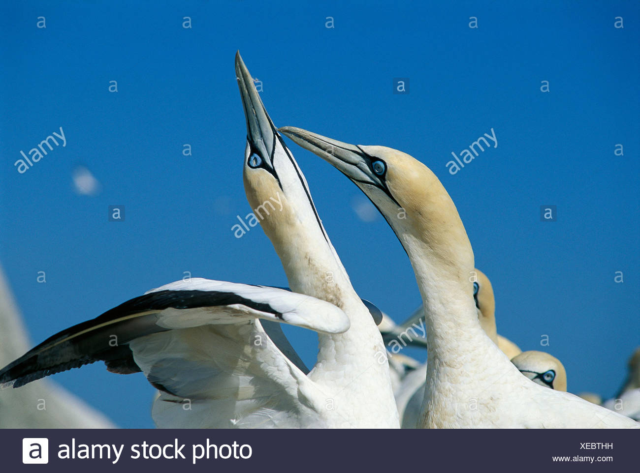 Malgas High Resolution Stock Photography and Images - Alamy