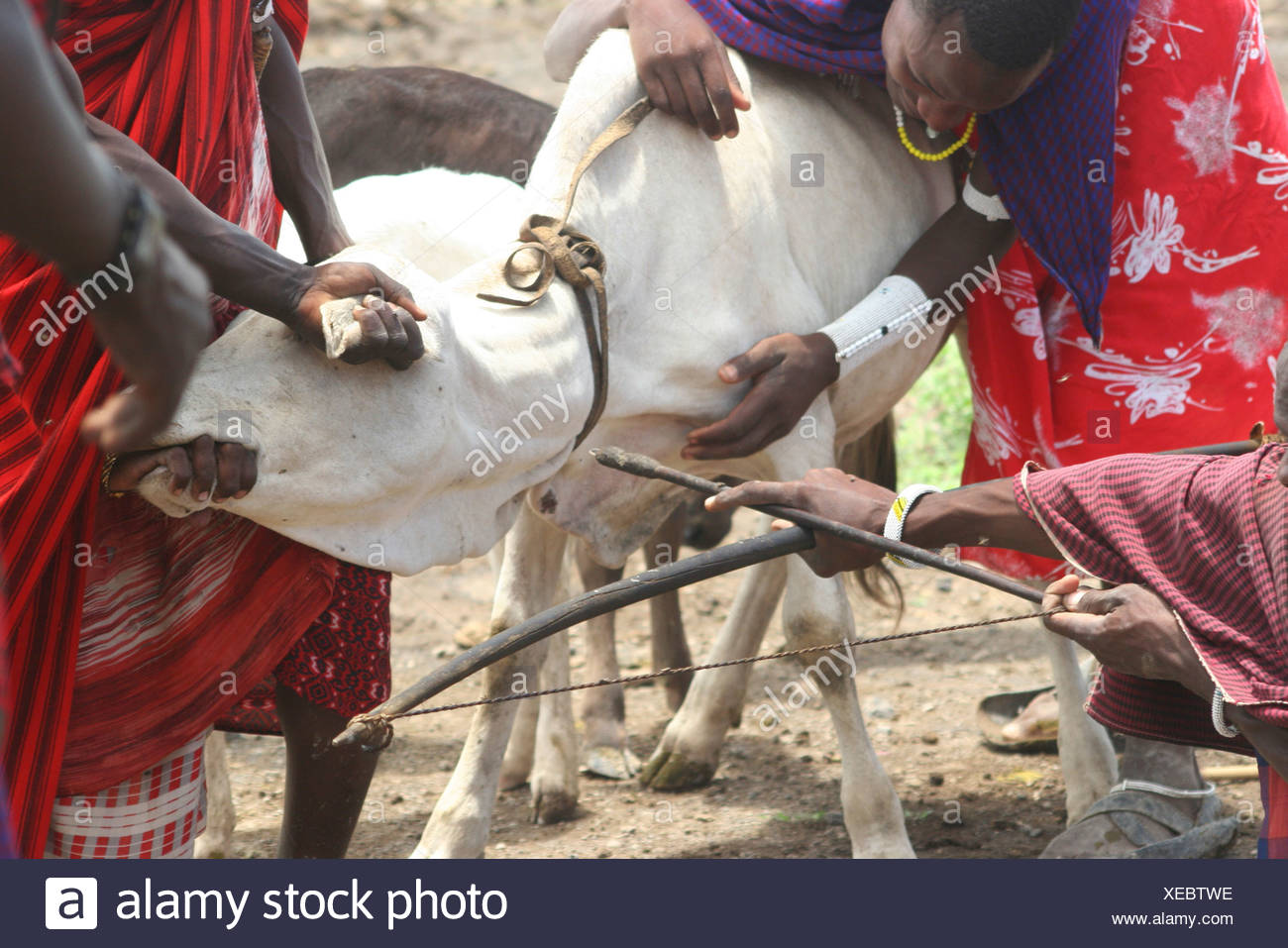 Letting Blood High Resolution Stock Photography and Images - Alamy