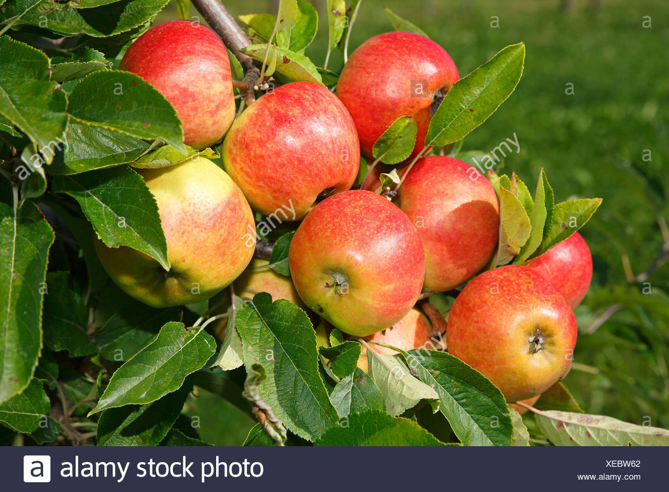 Apple Tree Malus Domestica Elstar High Resolution Stock Photography and ...