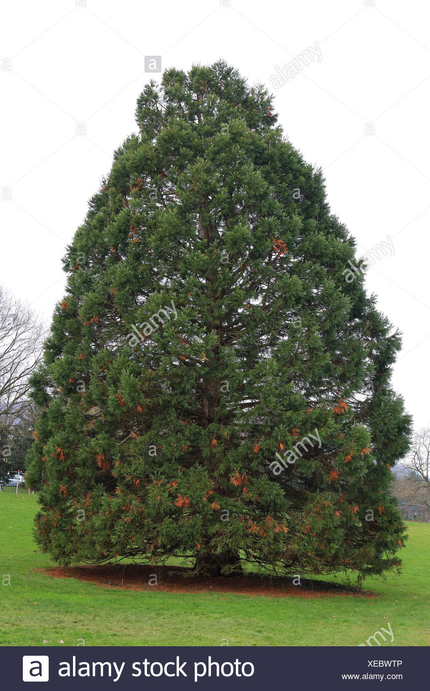 Conifer High Resolution Stock Photography and Images - Alamy