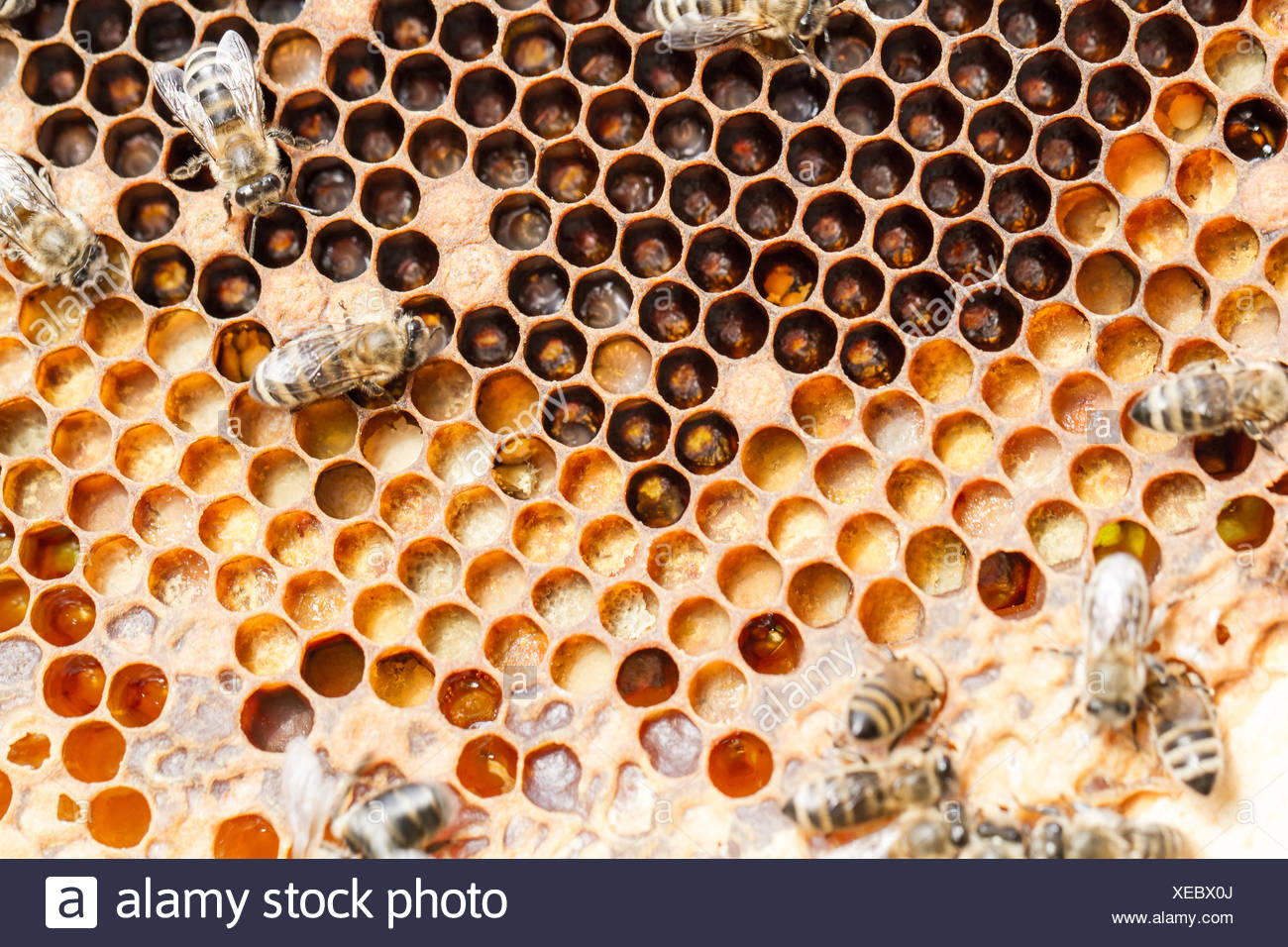 Larvae Bee Stock Photos & Larvae Bee Stock Images - Alamy