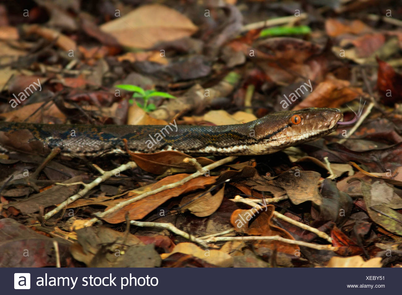 Asian Rock Python High Resolution Stock Photography and Images - Alamy