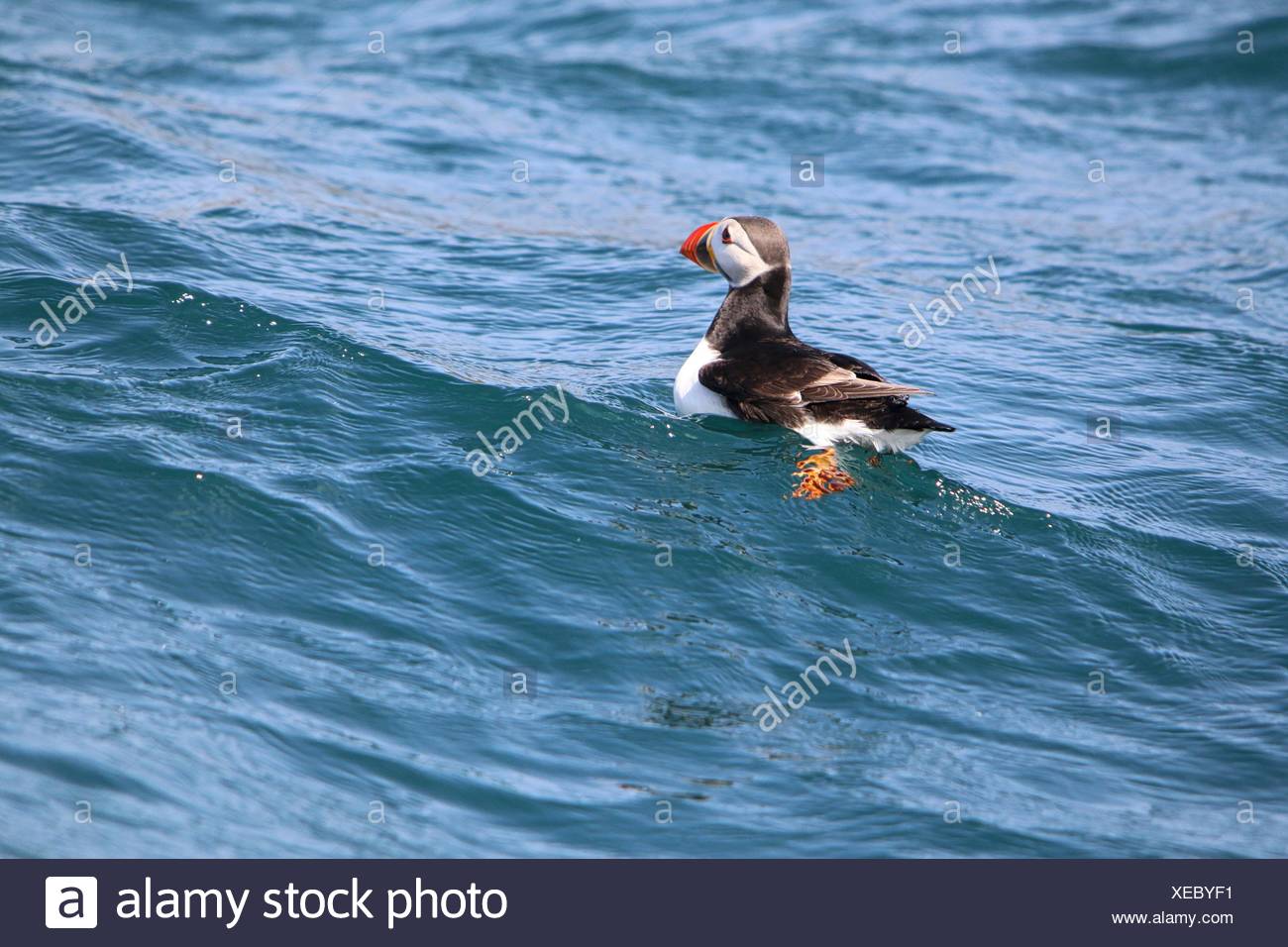 Atlantic Puffin Swimming High Resolution Stock Photography and Images ...