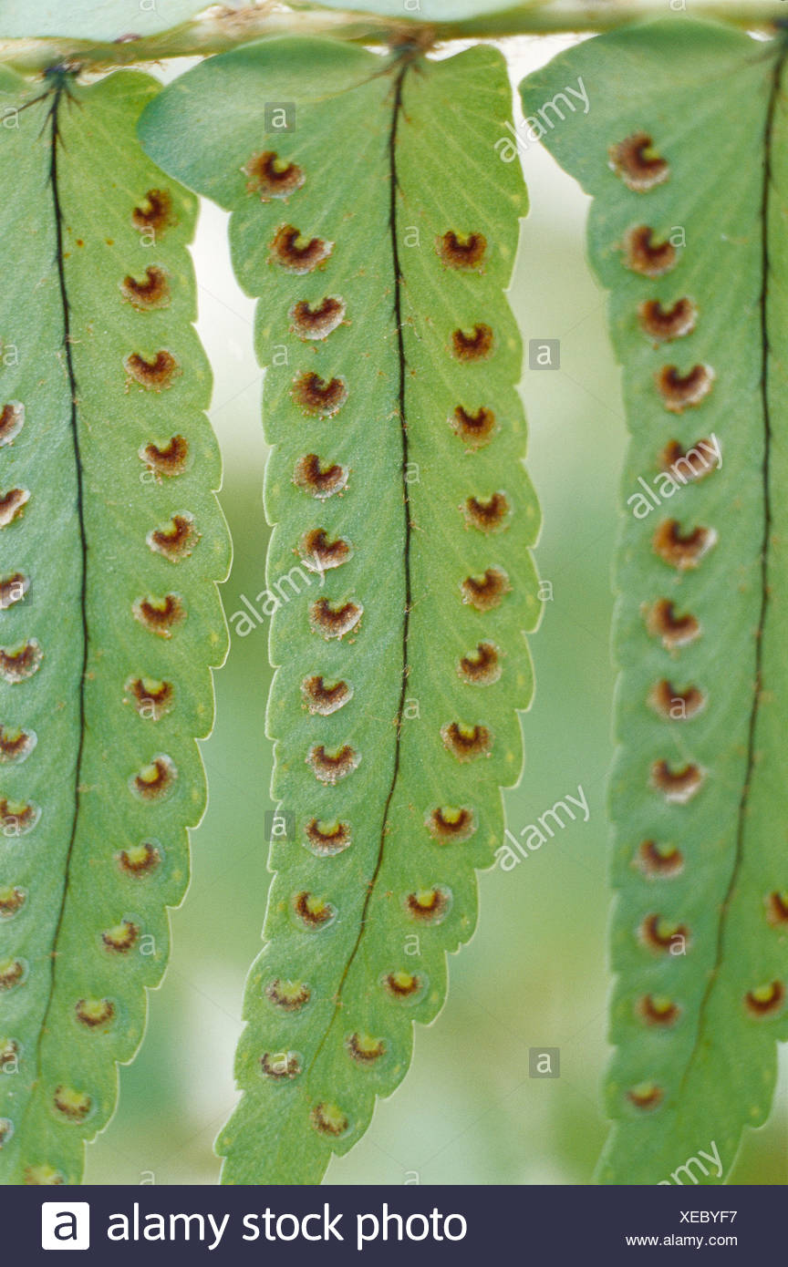 Fern Spores Stock Photos & Fern Spores Stock Images - Alamy