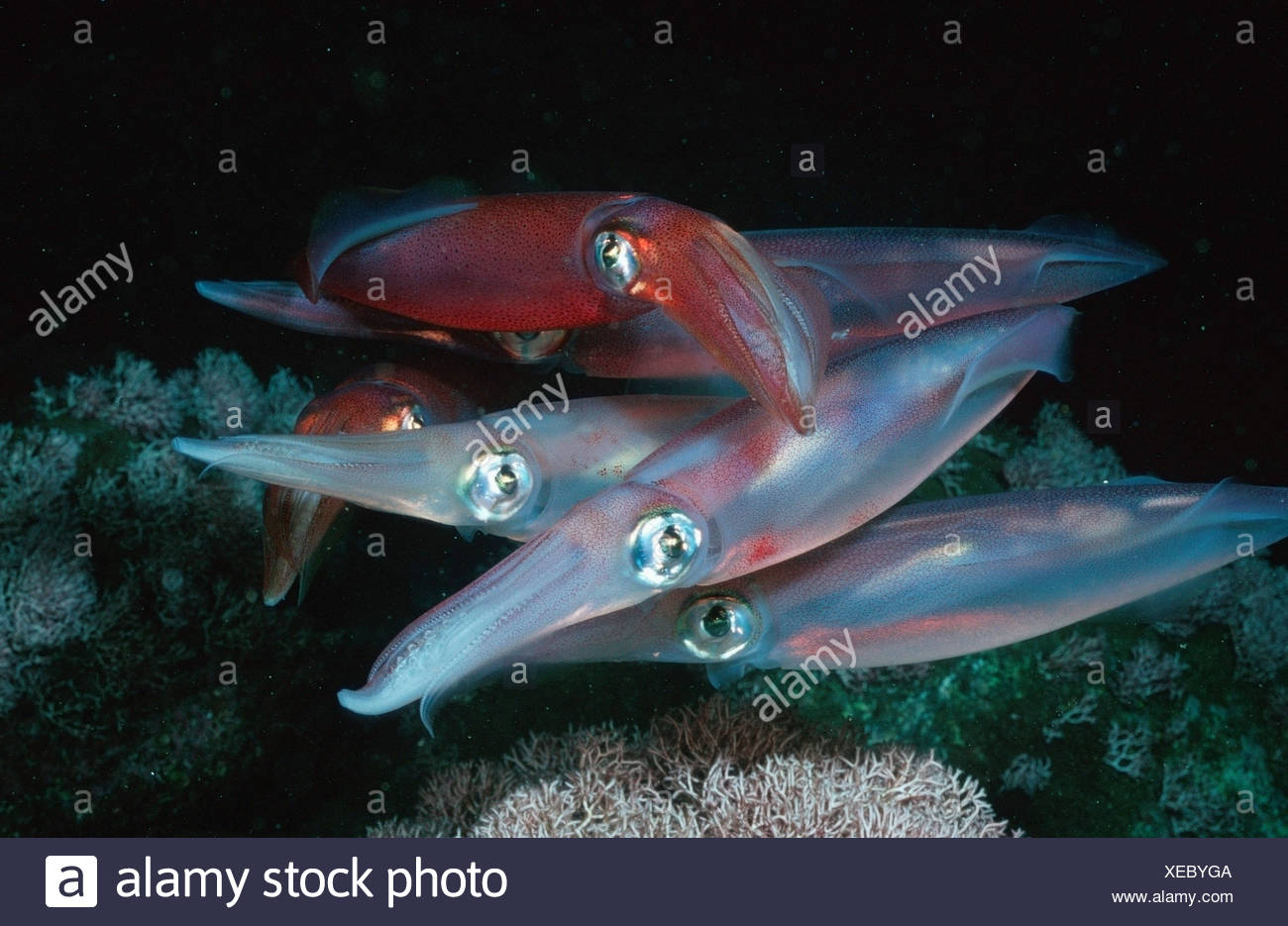 Common Squid Loligo Vulgaris Stock Photos & Common Squid Loligo ...