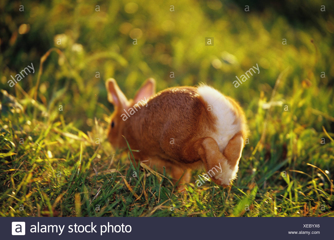 Rabbit Running Away High Resolution Stock Photography and Images - Alamy