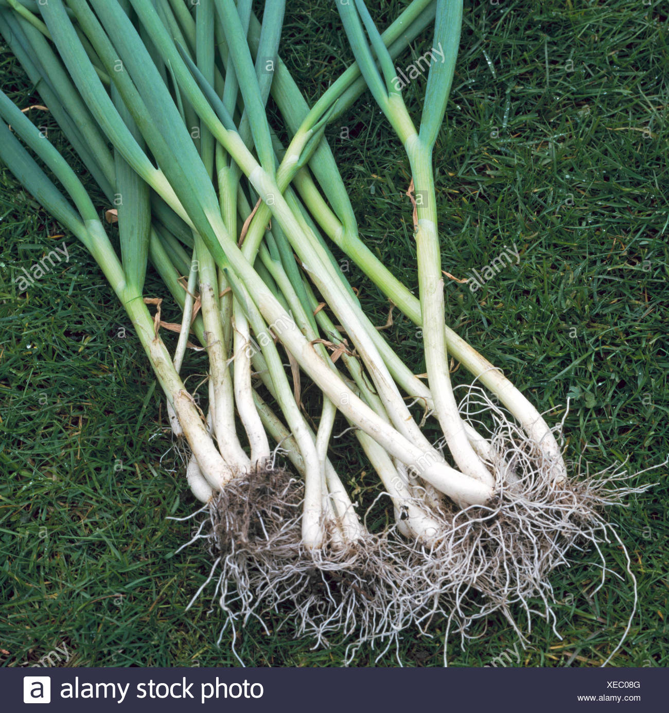 Bunching Onion Stock Photos & Bunching Onion Stock Images - Alamy
