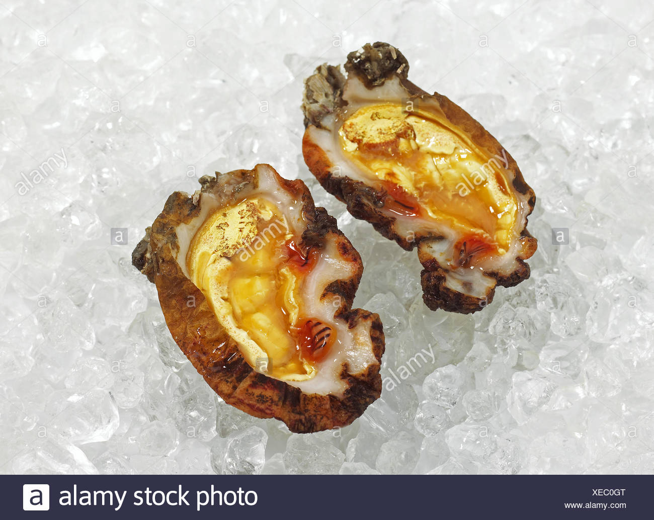 Microcosmus Sabatieri Stock Photos & Microcosmus Sabatieri Stock Images ...