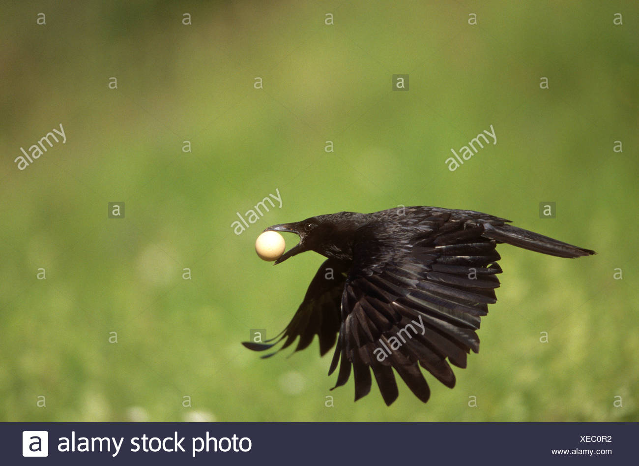 Crows Eggs High Resolution Stock Photography and Images - Alamy