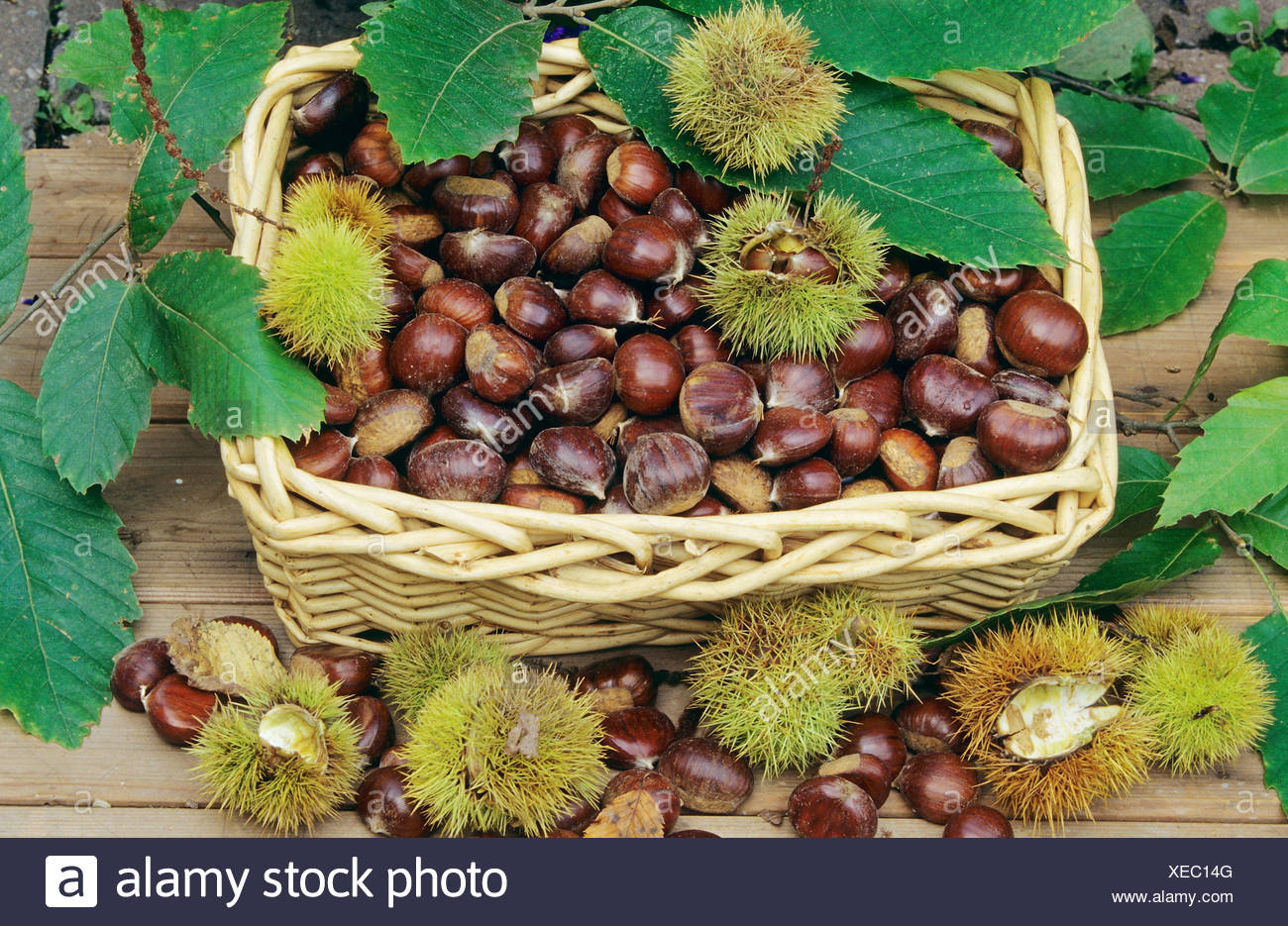 Portuguese Chestnut High Resolution Stock Photography and Images - Alamy