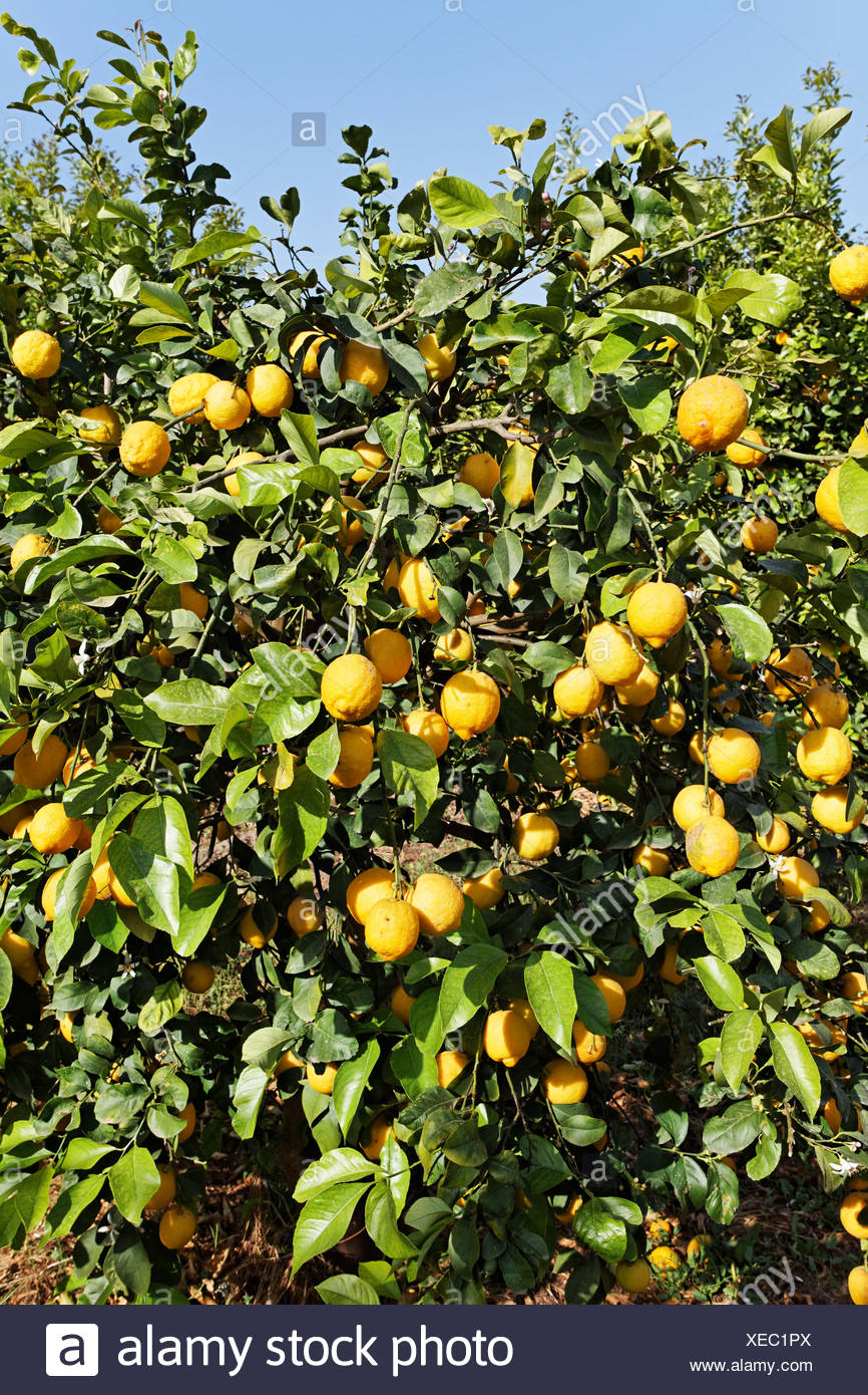 Lemon Grove Italy Stock Photos & Lemon Grove Italy Stock Images - Alamy