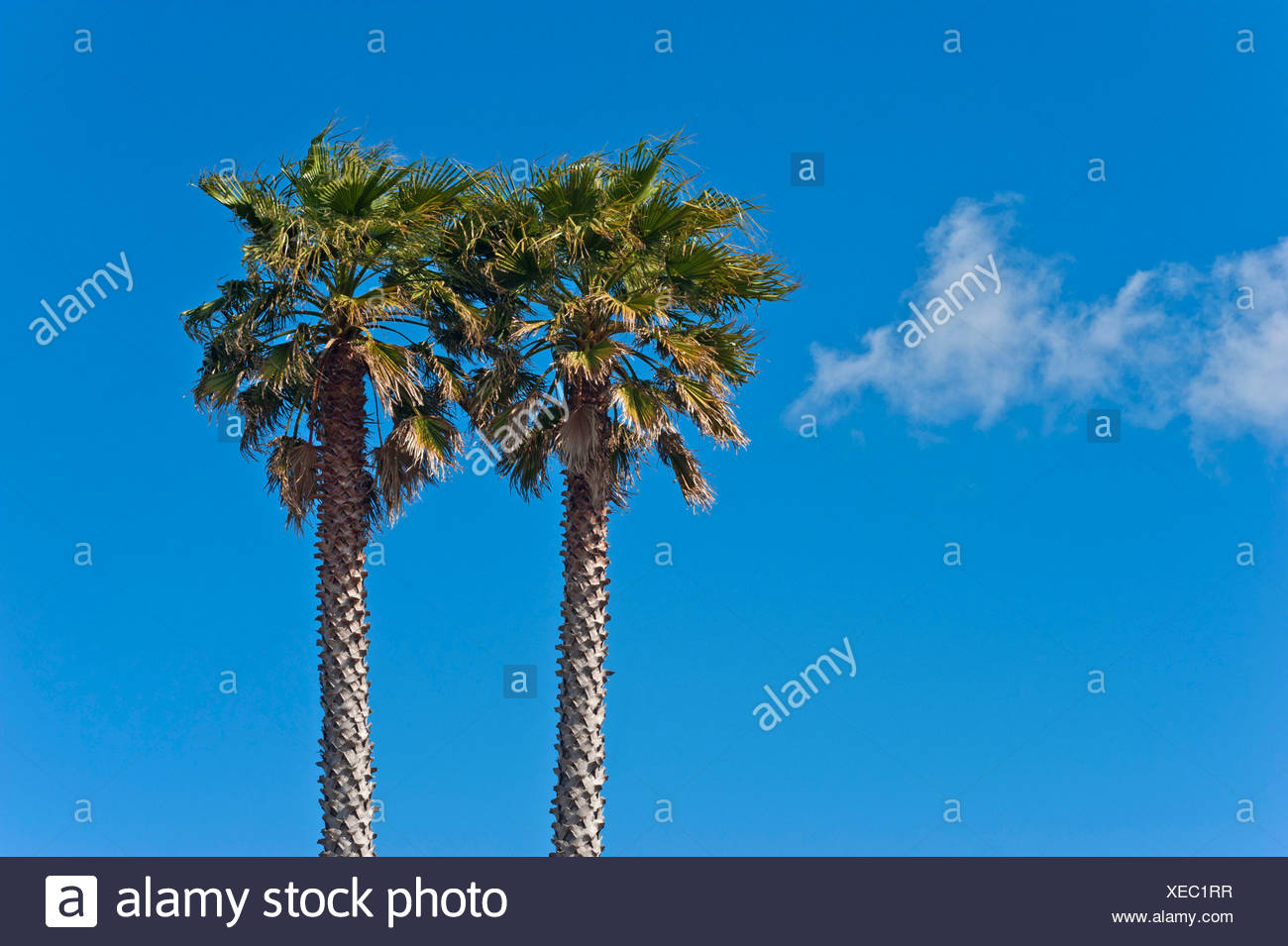 New Zealand Palm Tree High Resolution Stock Photography and Images - Alamy