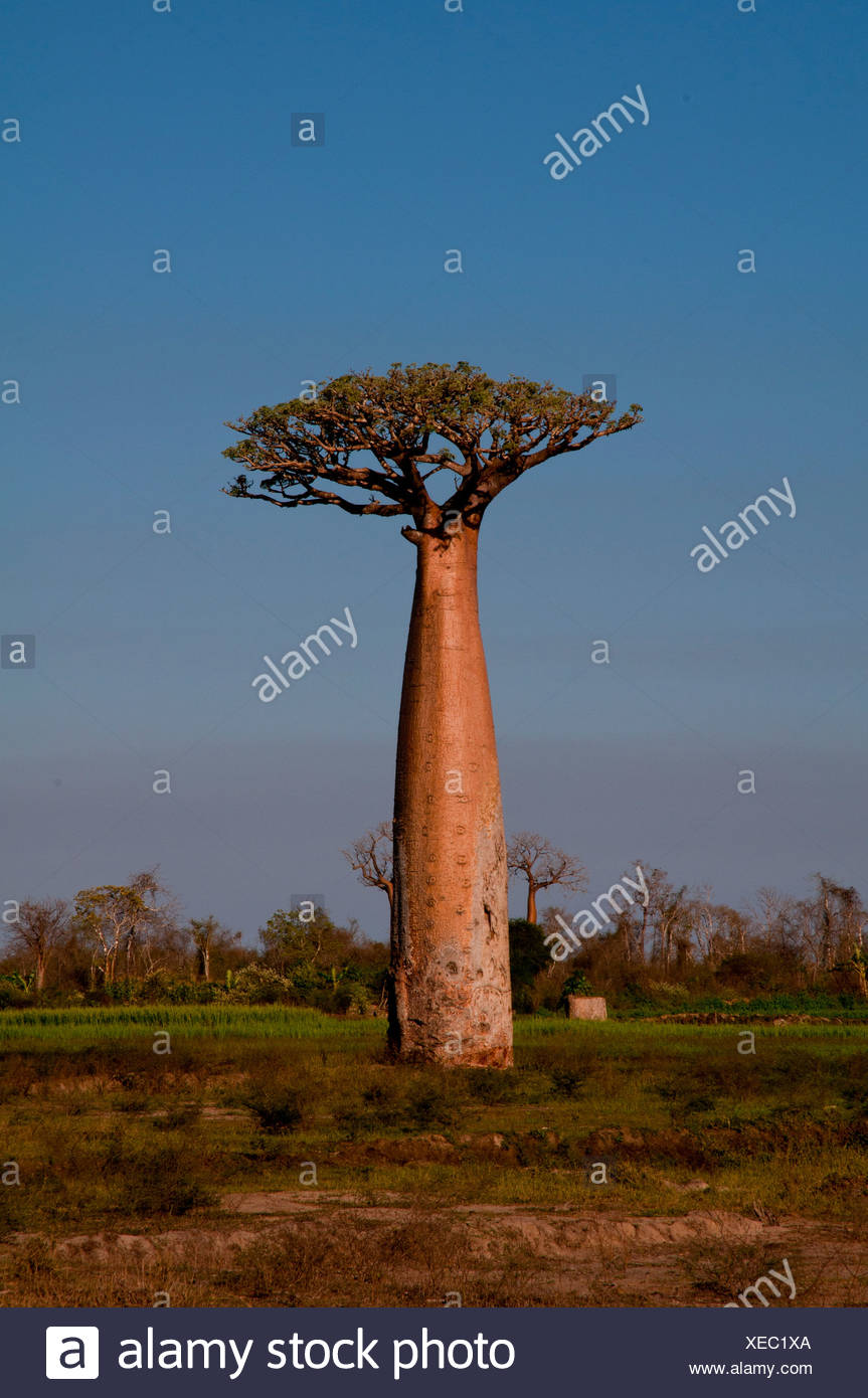 African Upside Down Tree High Resolution Stock Photography and Images ...