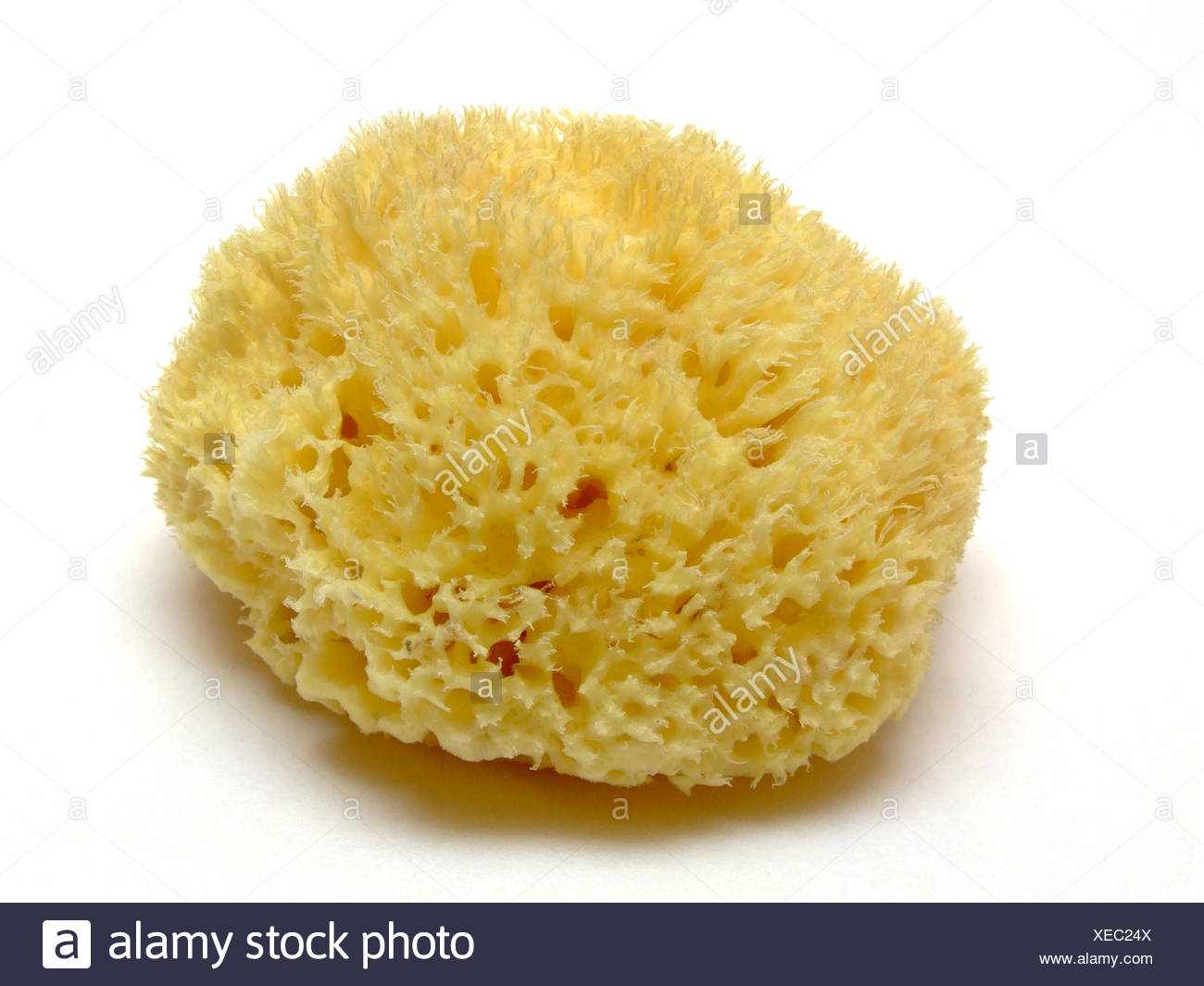 Spongia Officinalis Stock Photos & Spongia Officinalis Stock Images - Alamy