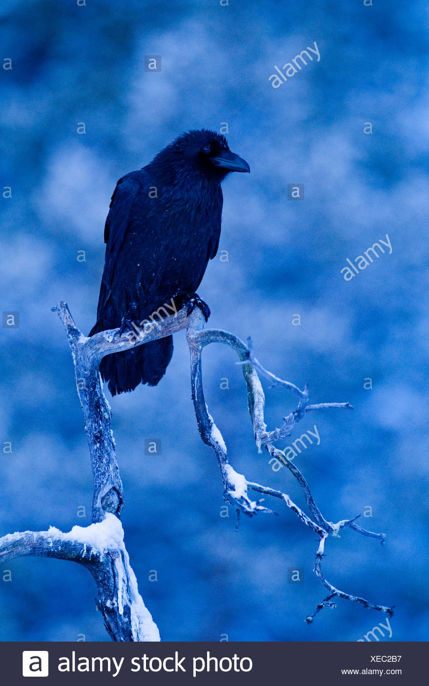 Crow On Tree Stock Photos & Crow On Tree Stock Images - Alamy