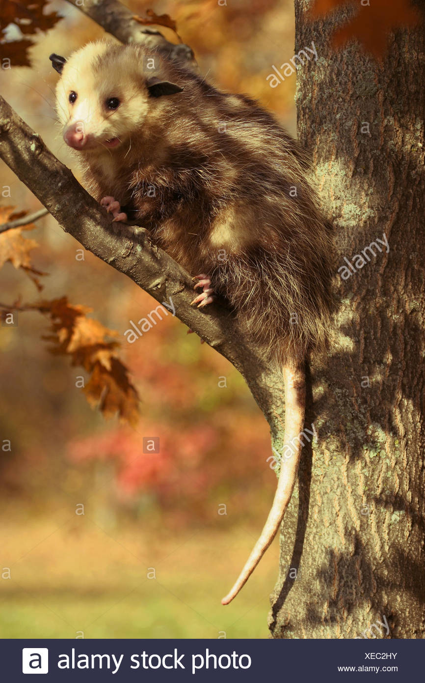 Opossum Image High Resolution Stock Photography and Images - Alamy