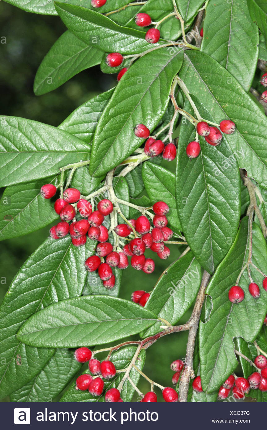 Himalayan Tree Cotoneaster Stock Photos & Himalayan Tree Cotoneaster ...