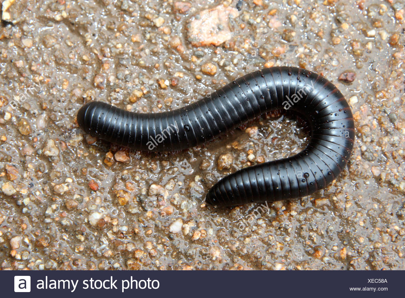 Thousand Leggers High Resolution Stock Photography and Images - Alamy