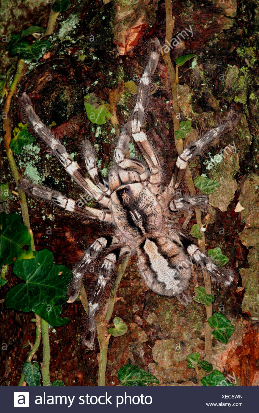 Indian Tarantula High Resolution Stock Photography and Images - Alamy