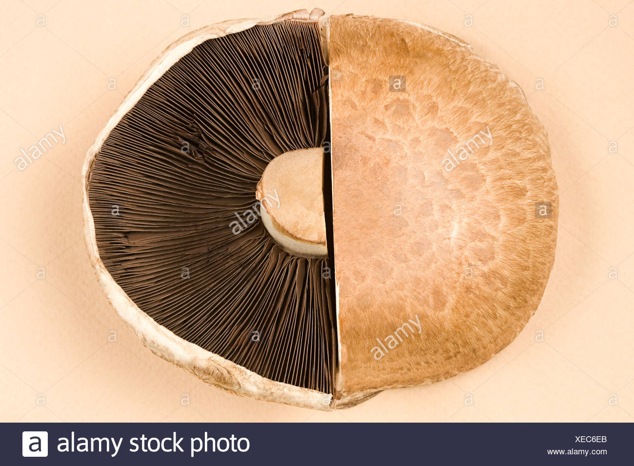 Mushroom High Resolution Stock Photography and Images - Alamy