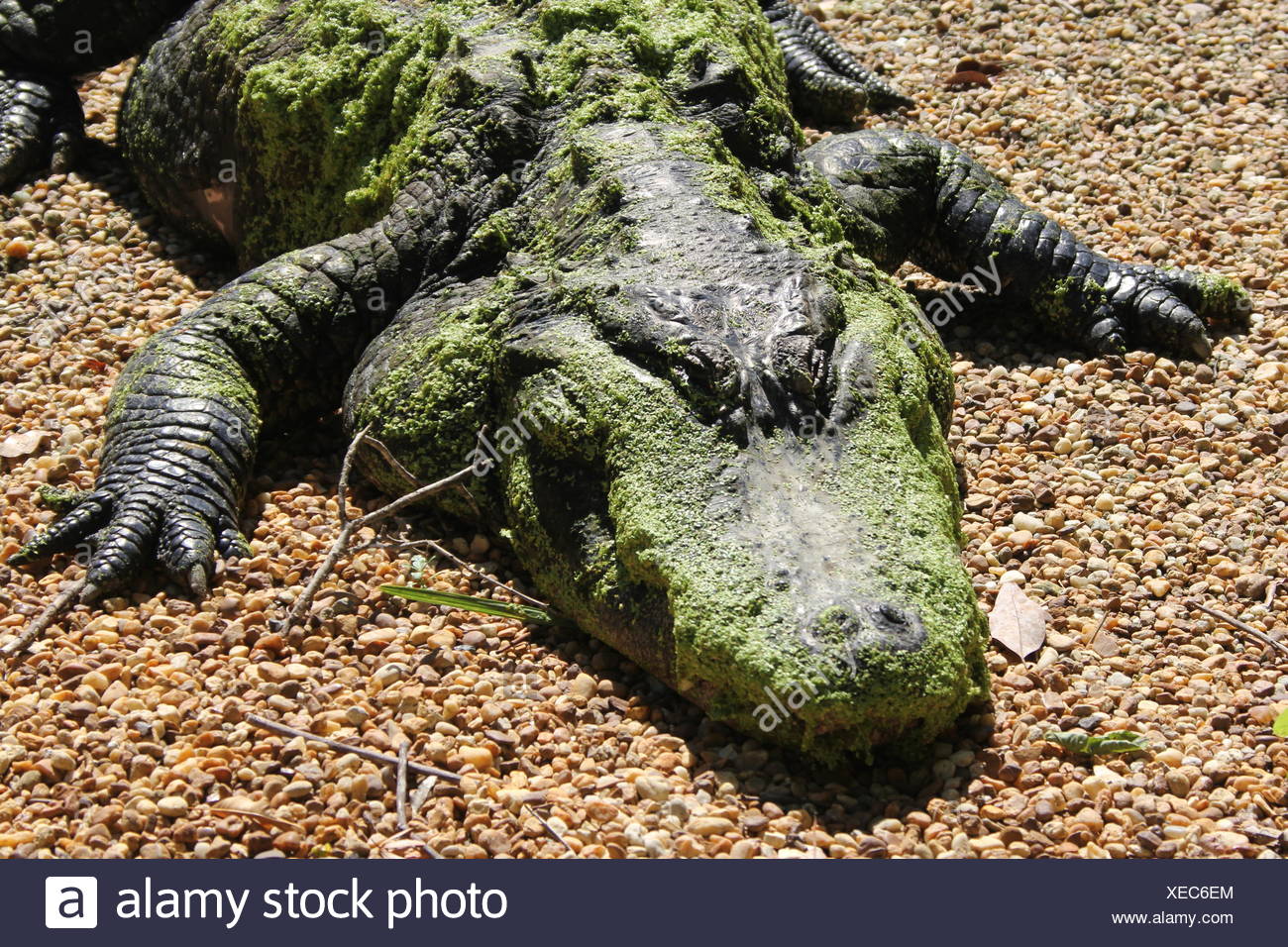 Crocodile Leg Stock Photos & Crocodile Leg Stock Images - Alamy