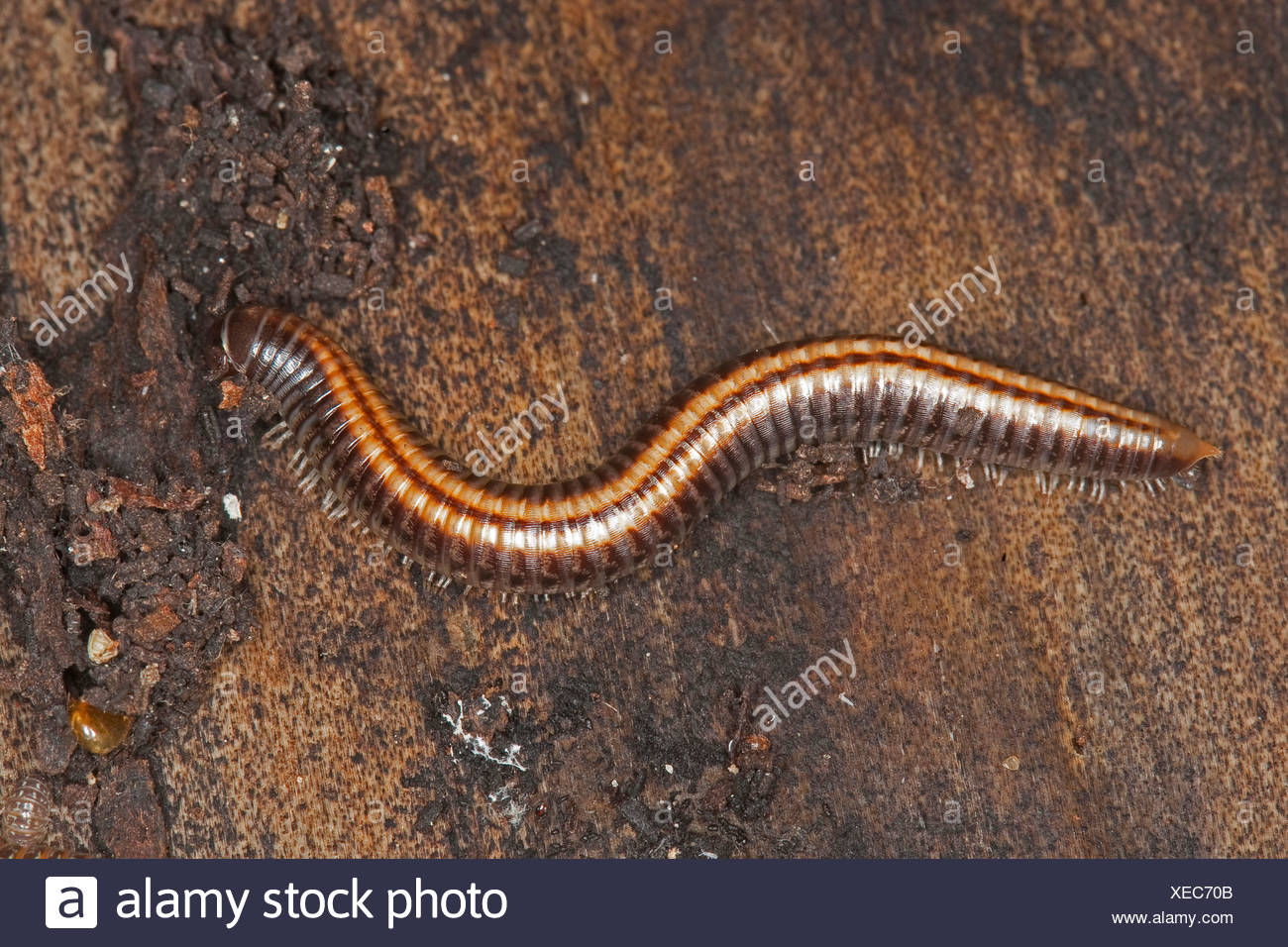 Dead Millipede High Resolution Stock Photography and Images - Alamy