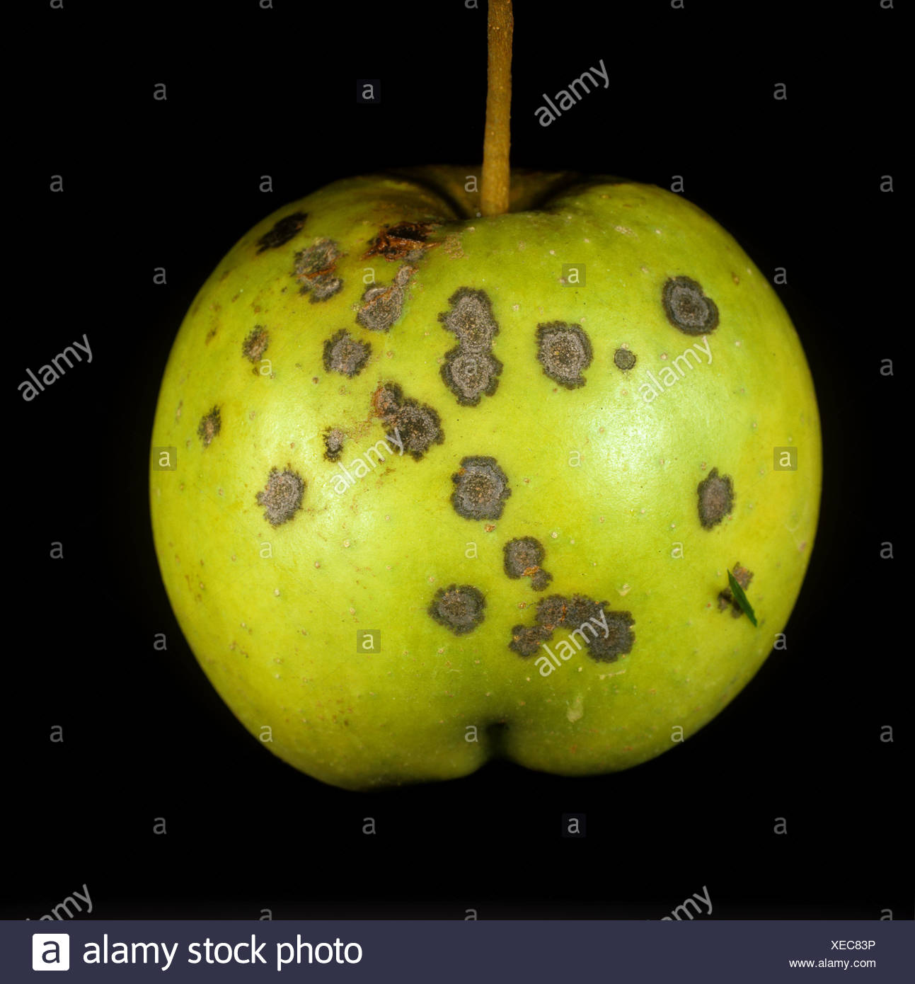 Fruit Scab High Resolution Stock Photography and Images - Alamy