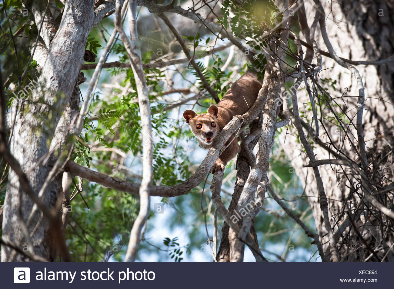 Carnivorous Mammal Fossa Cryptoprocta Ferox Madagascar Wildlife High ...