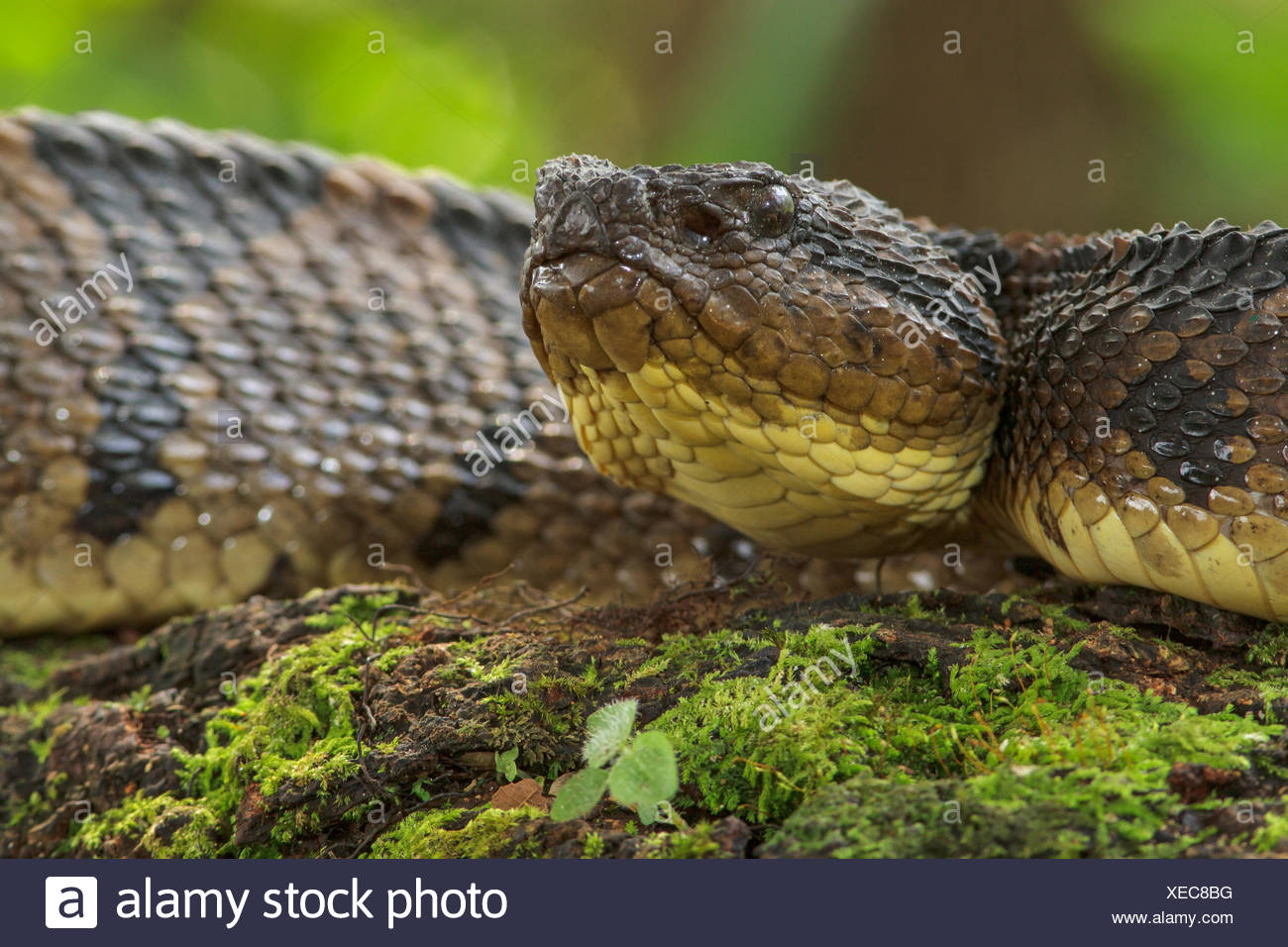 Pit Viper Closeup High Resolution Stock Photography and Images - Alamy