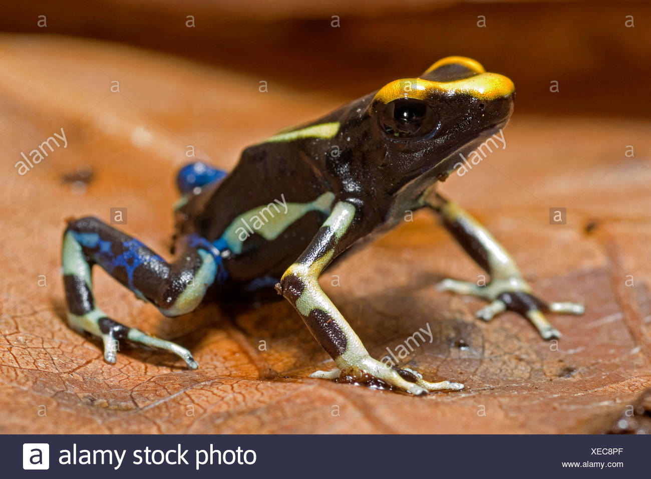Dyeing Dart Frogs High Resolution Stock Photography and Images - Alamy