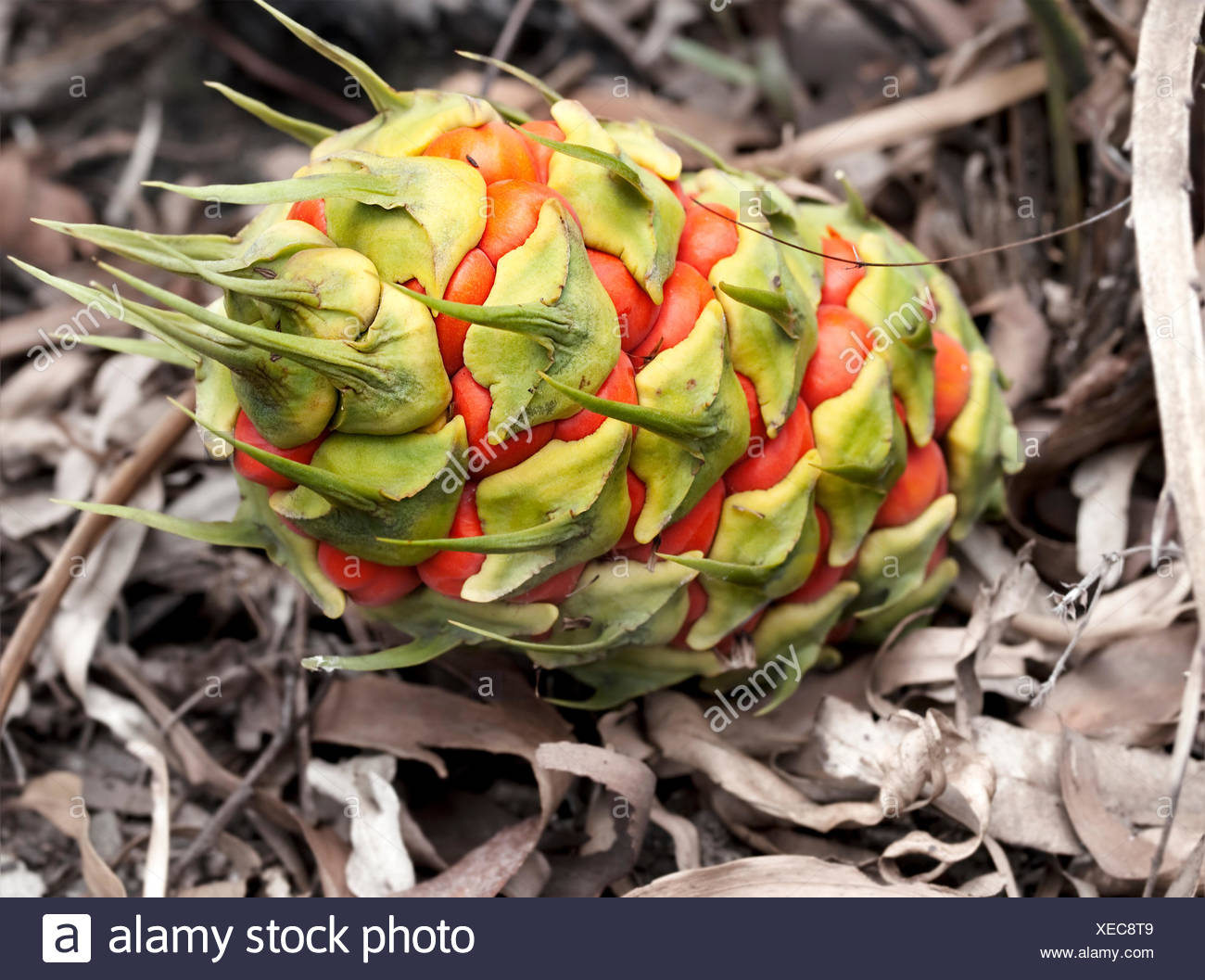 Australian Cycad Stock Photos & Australian Cycad Stock Images - Alamy