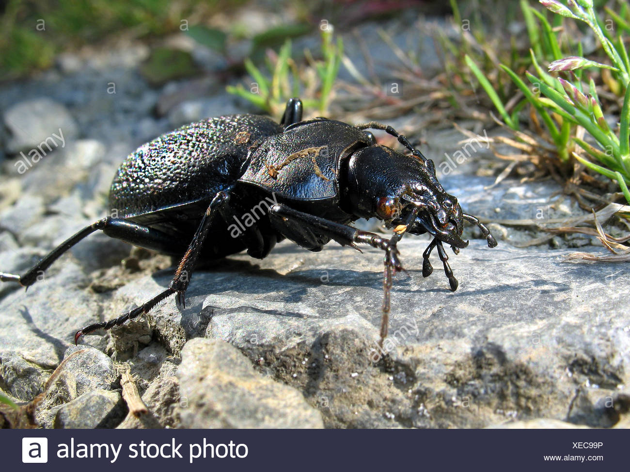Leatherback Ground Beetle High Resolution Stock Photography and Images ...