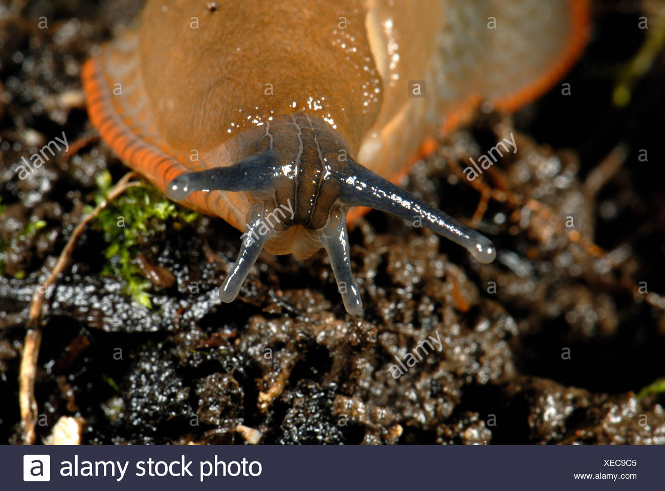 Orange Slug High Resolution Stock Photography and Images - Alamy