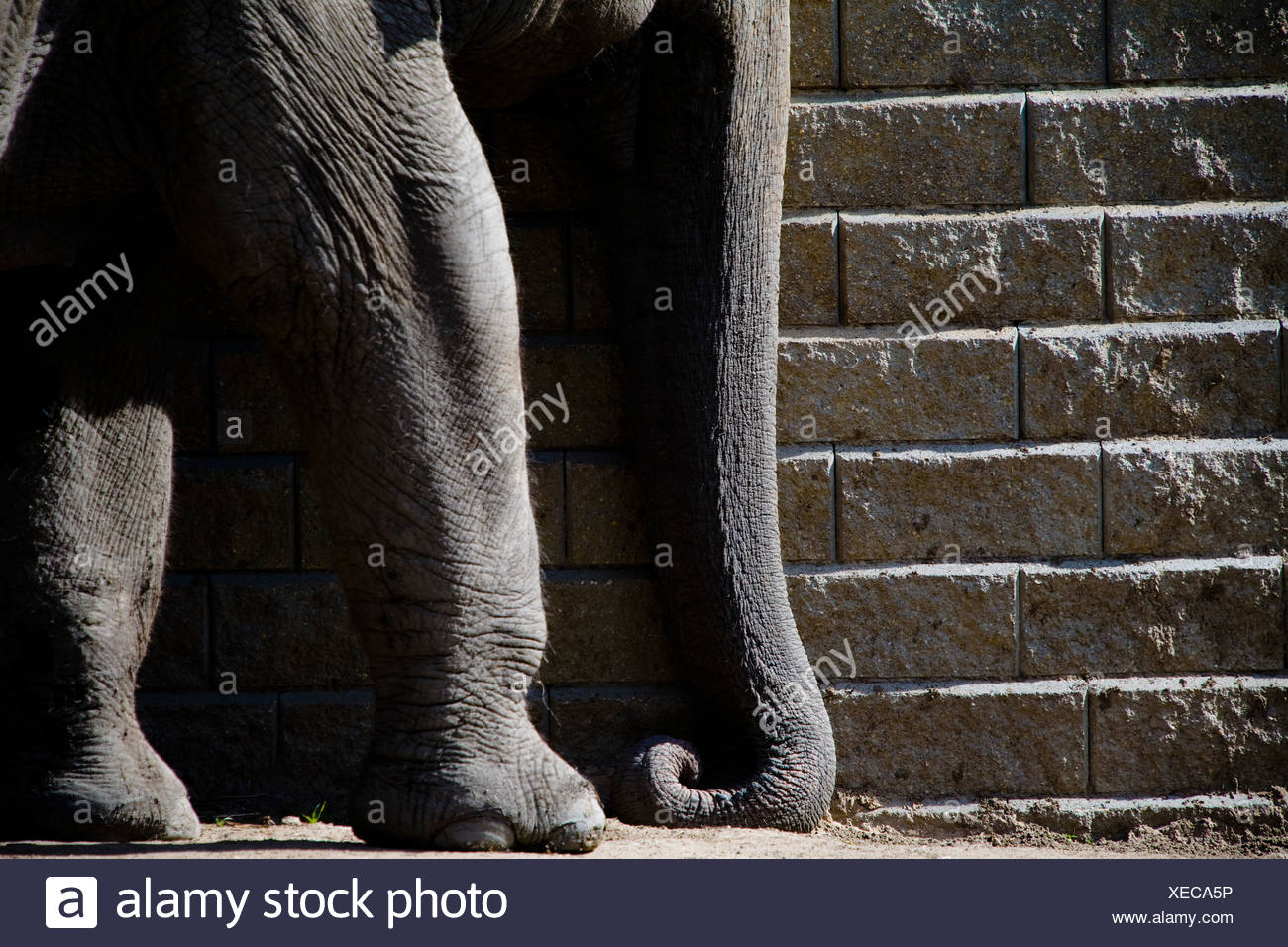 Elephant Legs Stock Photos & Elephant Legs Stock Images - Alamy